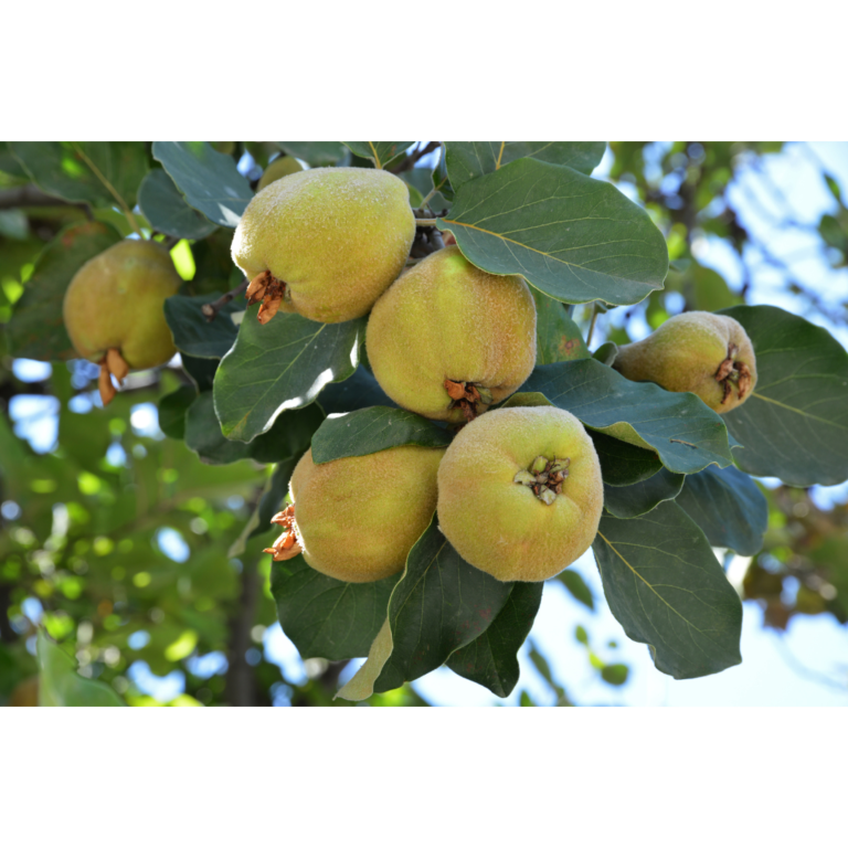 How To Grow Quince in Perth - Guildford Garden Centre