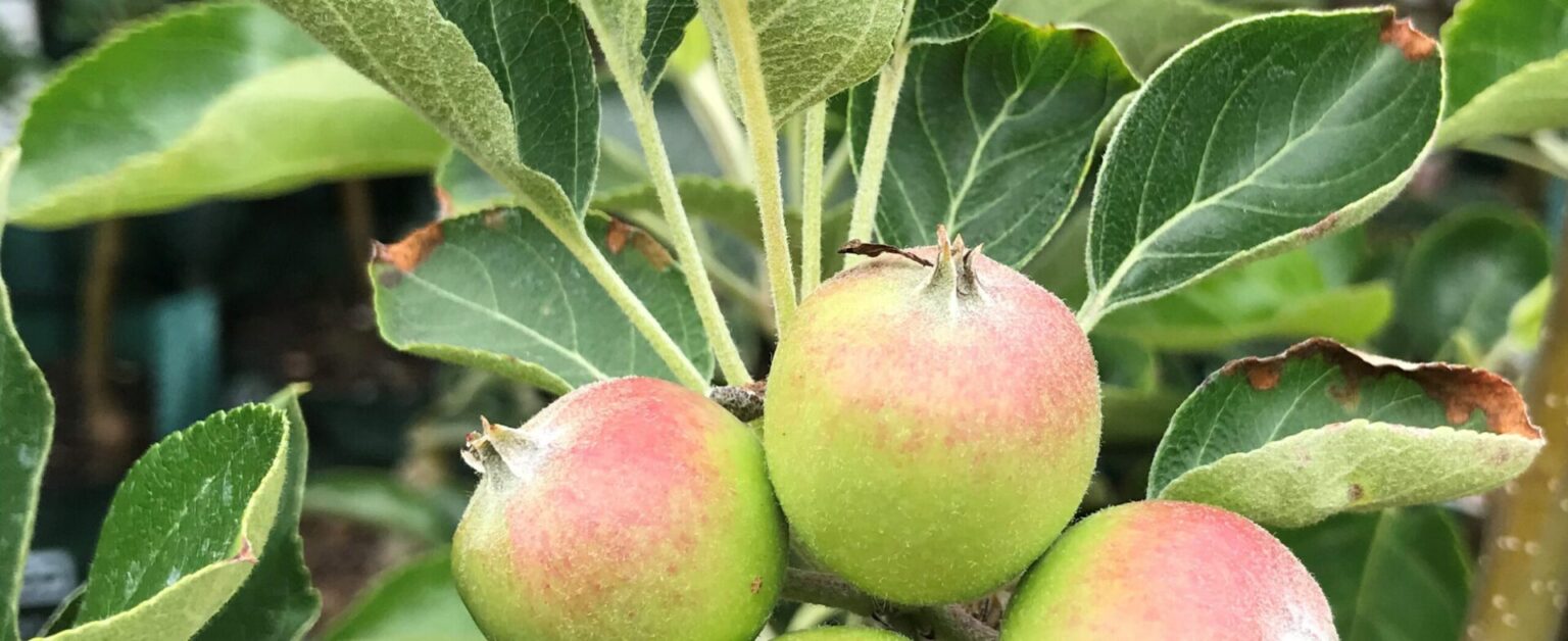 How to Grow Apples in Perth - Guildford Garden Centre