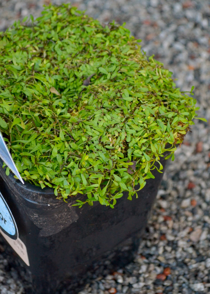 Glossostigma - Small Mudmat - Guildford Garden Centre