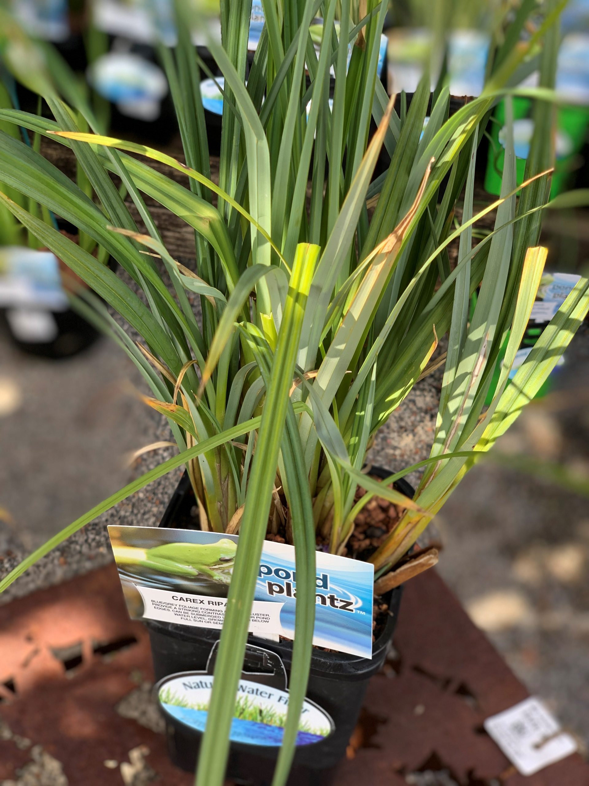 Carex riparia - Blue Sedge - Guildford Garden Centre