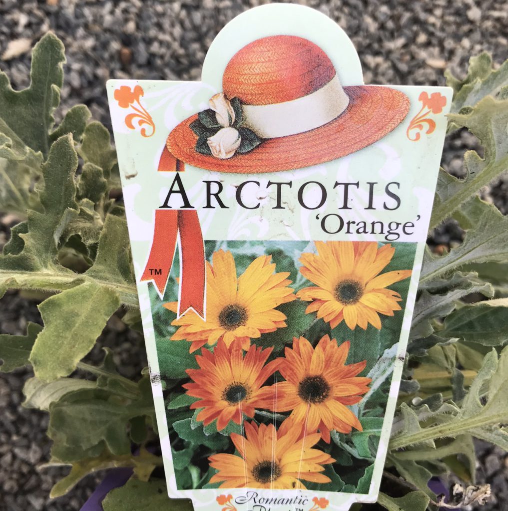 Arctotis - Orange - Romantic Plants - Guildford Garden Centre