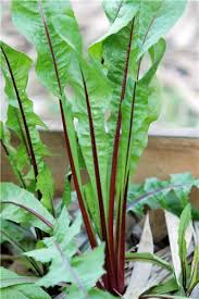 Chicory - Red Rib - Metro Gardener - Guildford Garden Centre