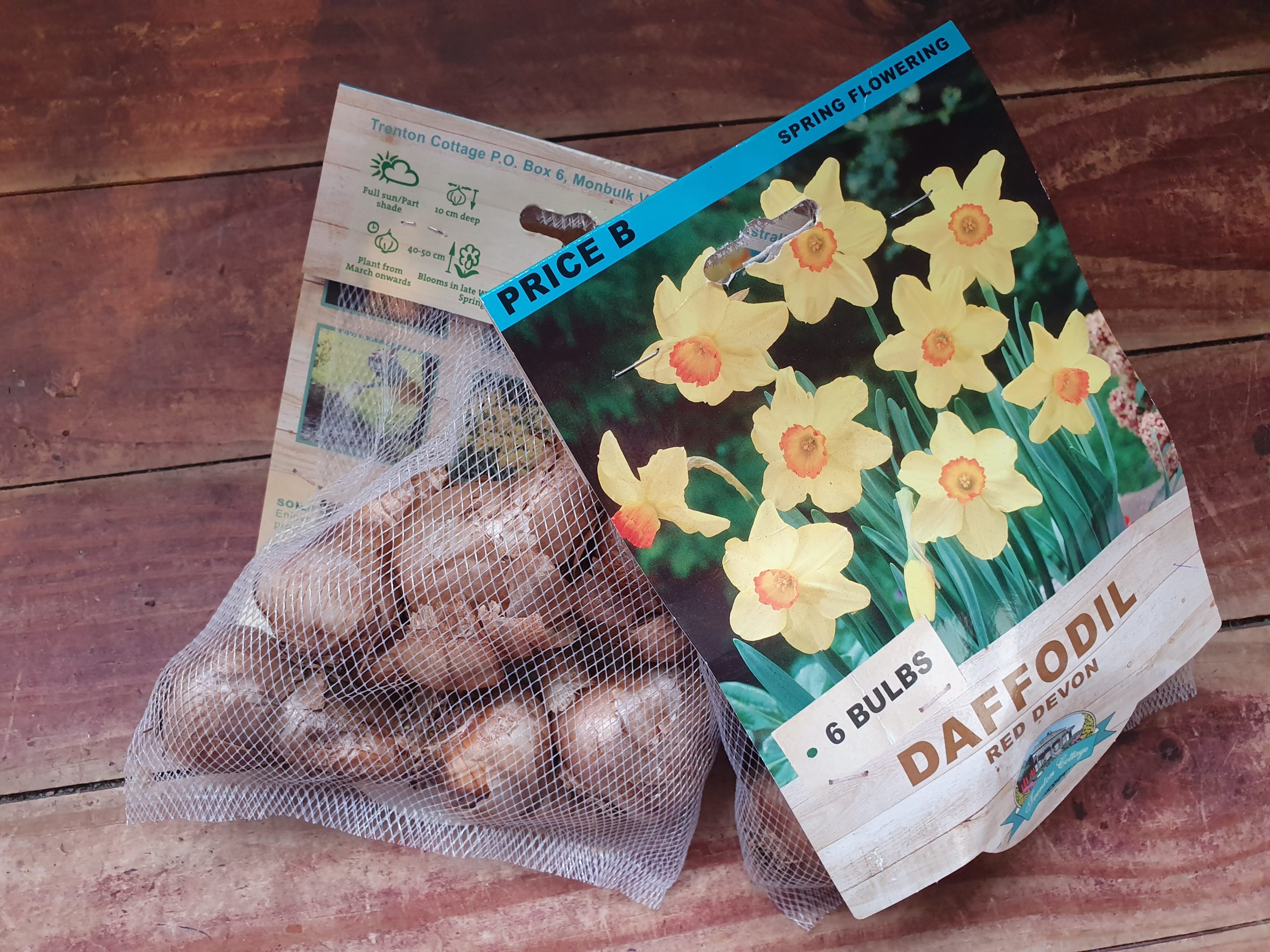 Daffodil - Red Devon - Bulbs - Guildford Garden Centre