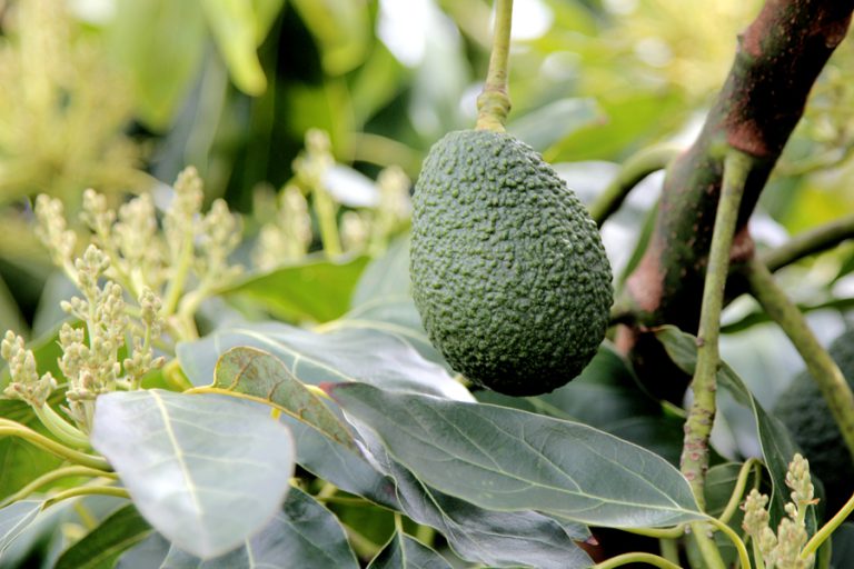 How to Grow Avocados In Perth - Guildford Garden Centre
