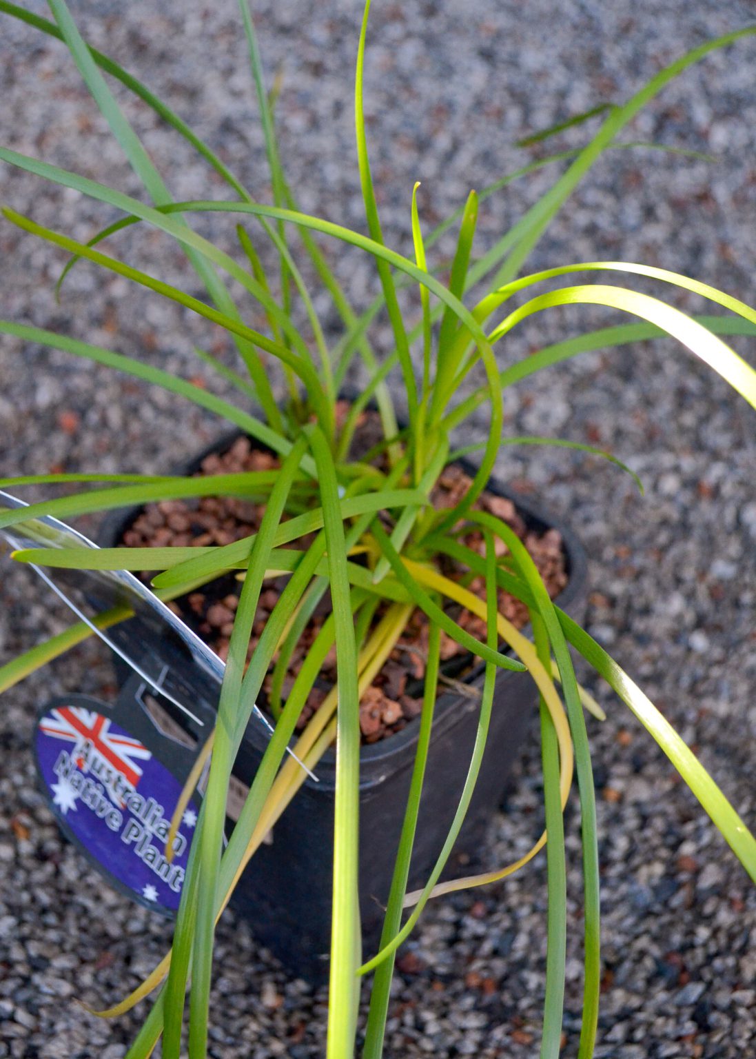 Triglochin - Water Ribbons - Guildford Garden Centre