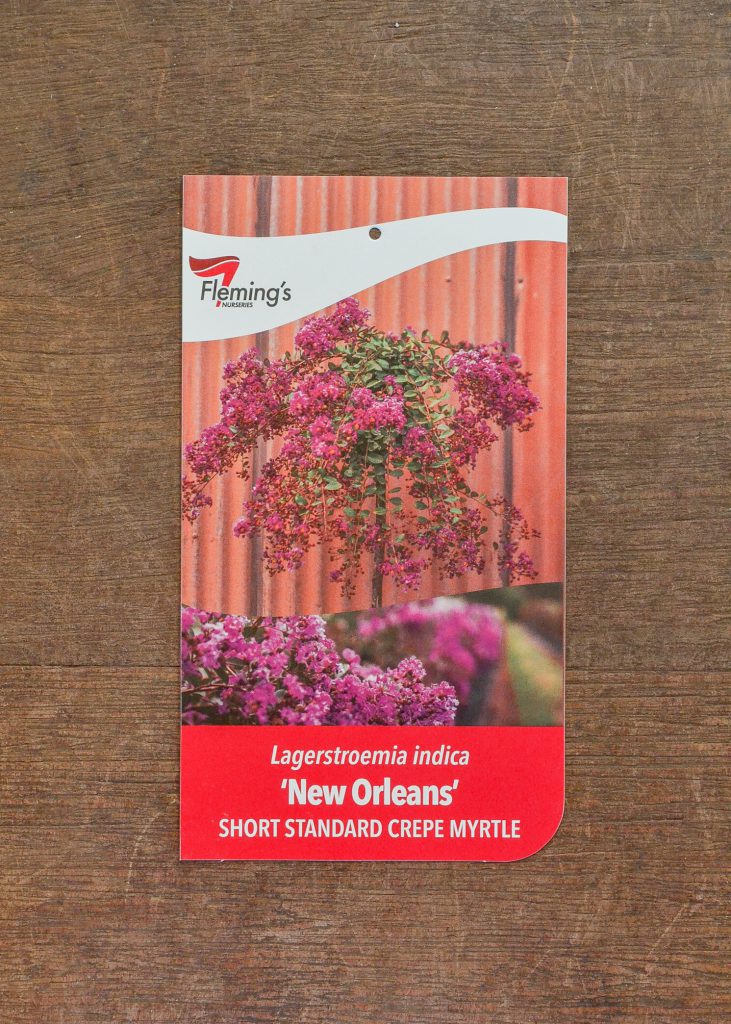 Crepe Myrtle - Weeping - New Orleans - Guildford Garden Centre