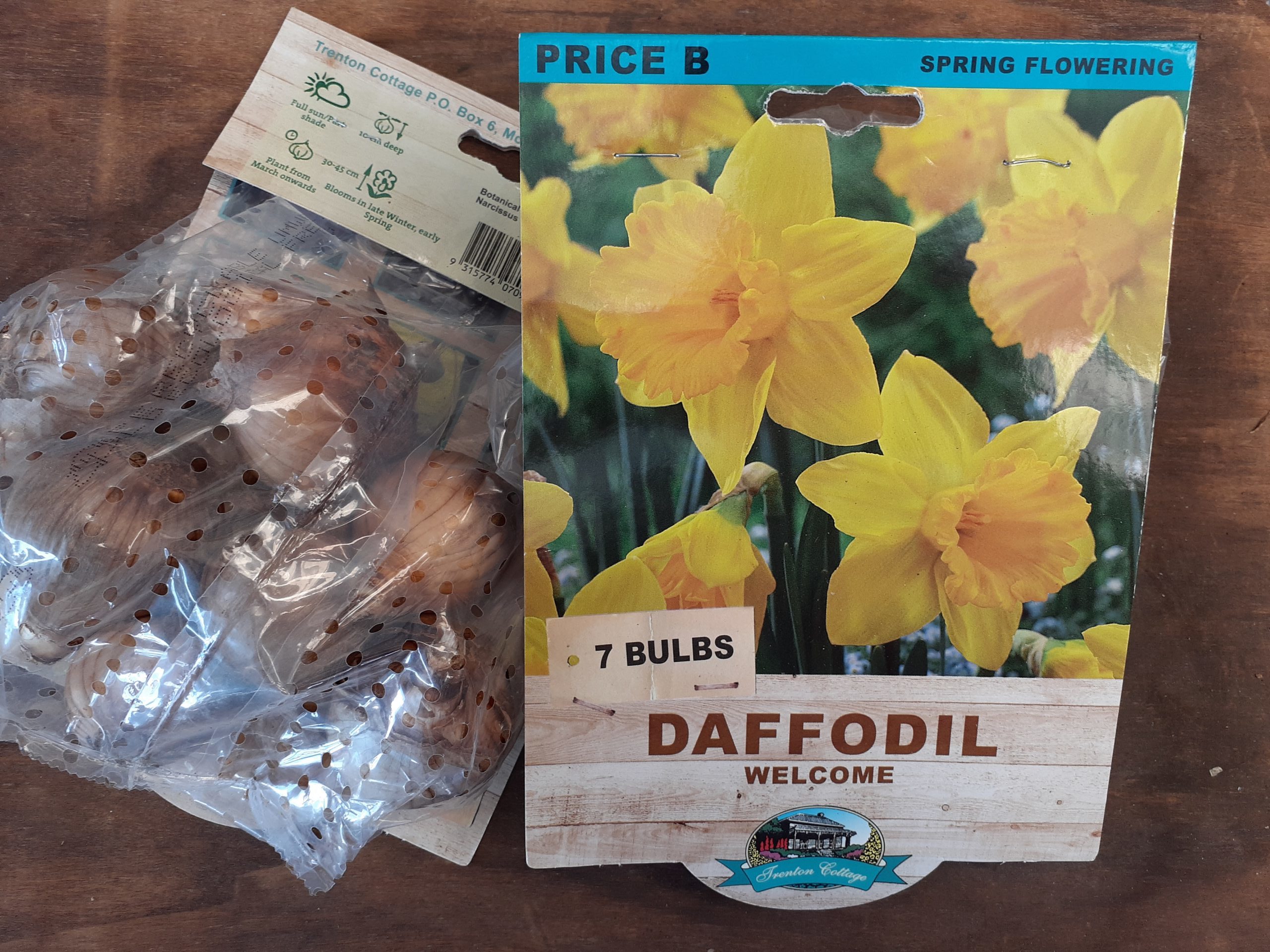 Daffodil - Welcome - Bulbs - Guildford Garden Centre