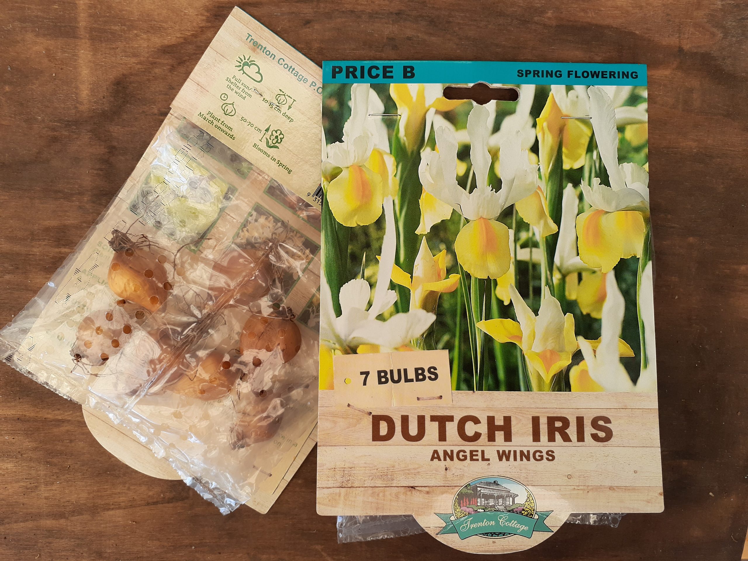 Dutch Iris - Angel Wings - Bulbs - Guildford Garden Centre