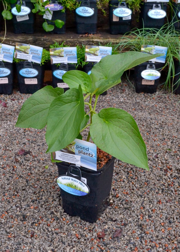 Saururus - Lizard's Tail - Guildford Garden Centre