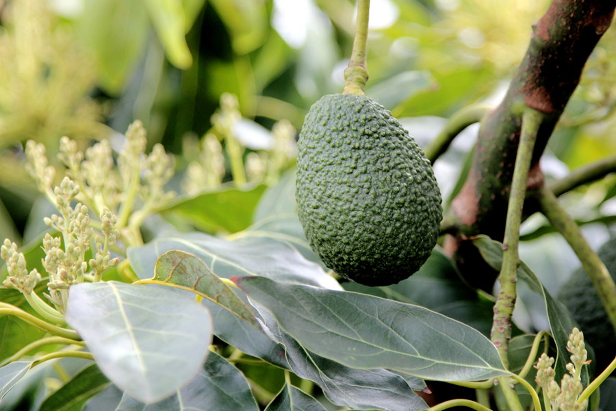 Avocado - Edranol Grafted (B) - Guildford Garden Centre