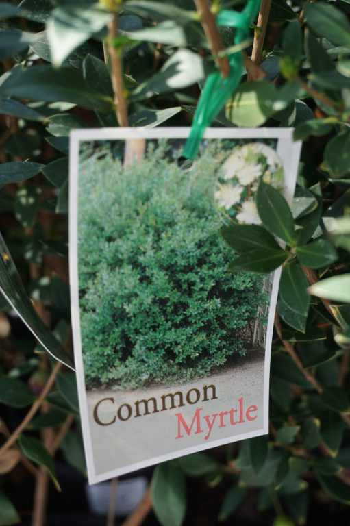 Myrtus - Common Myrtle - Guildford Garden Centre