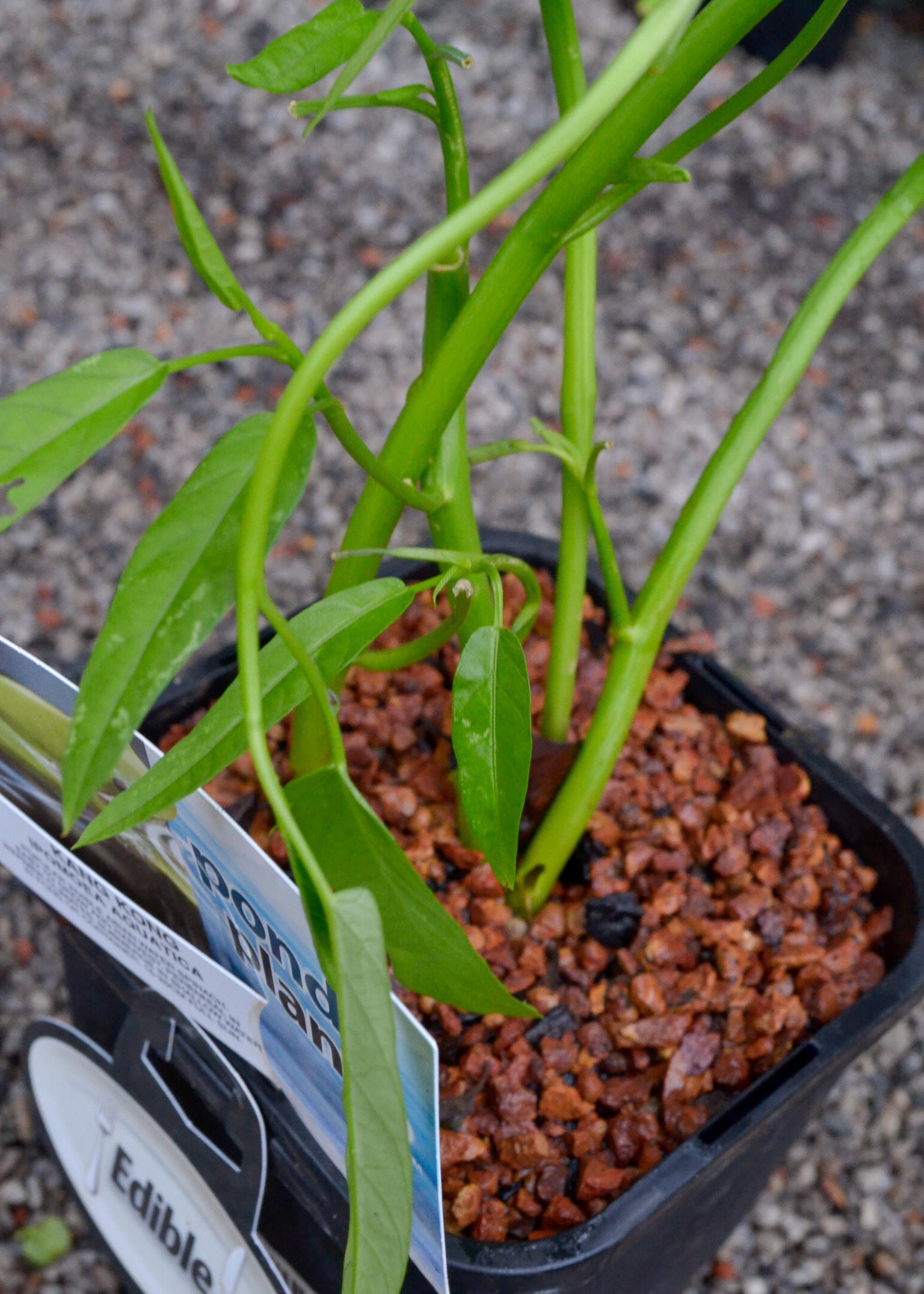 Ipomoea - Water Spinach - Kang Kong - Guildford Garden Centre