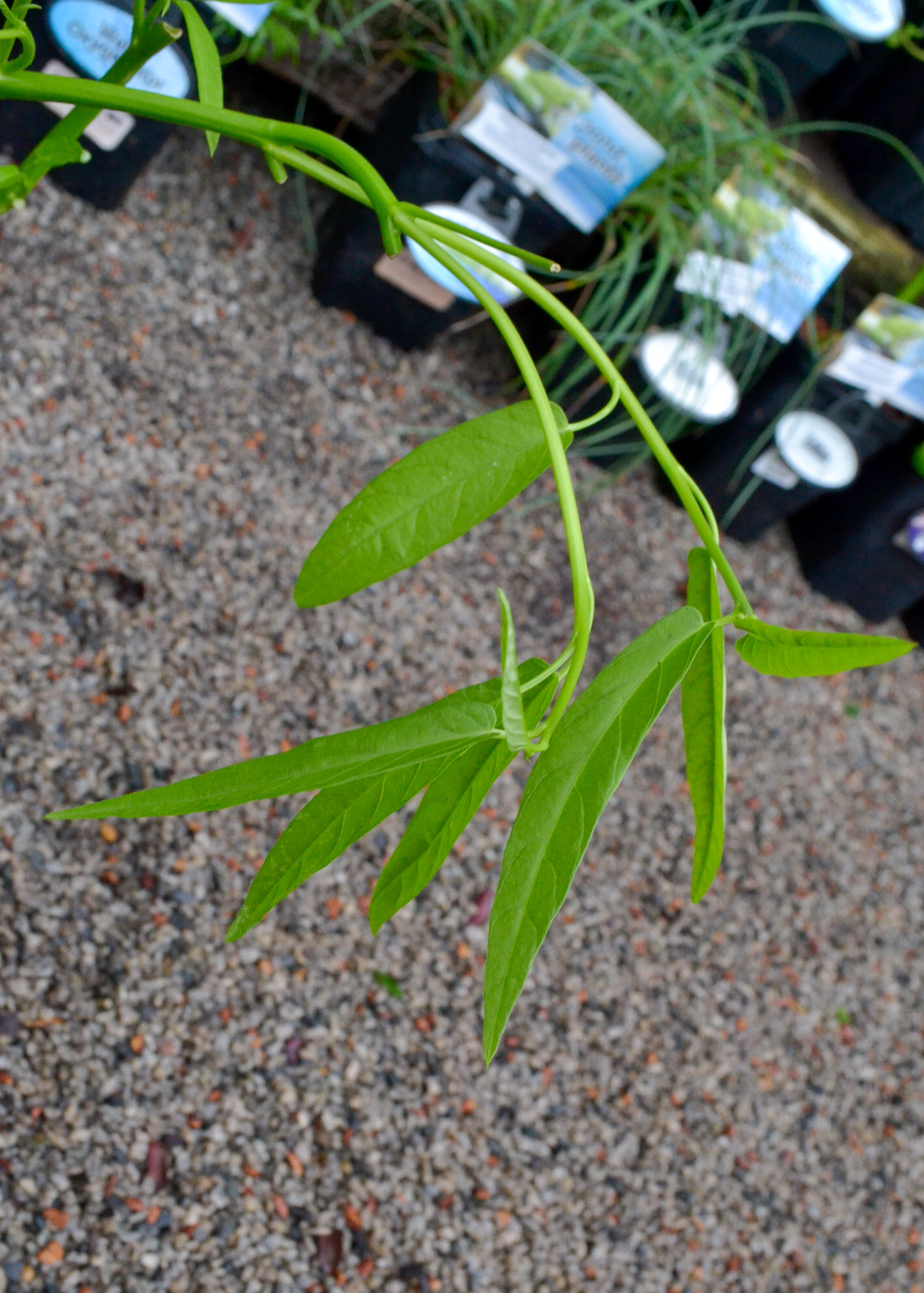 Ipomoea - Water Spinach - Kang Kong - Guildford Garden Centre