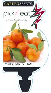 Mandarin Lime - Guildford Garden Centre