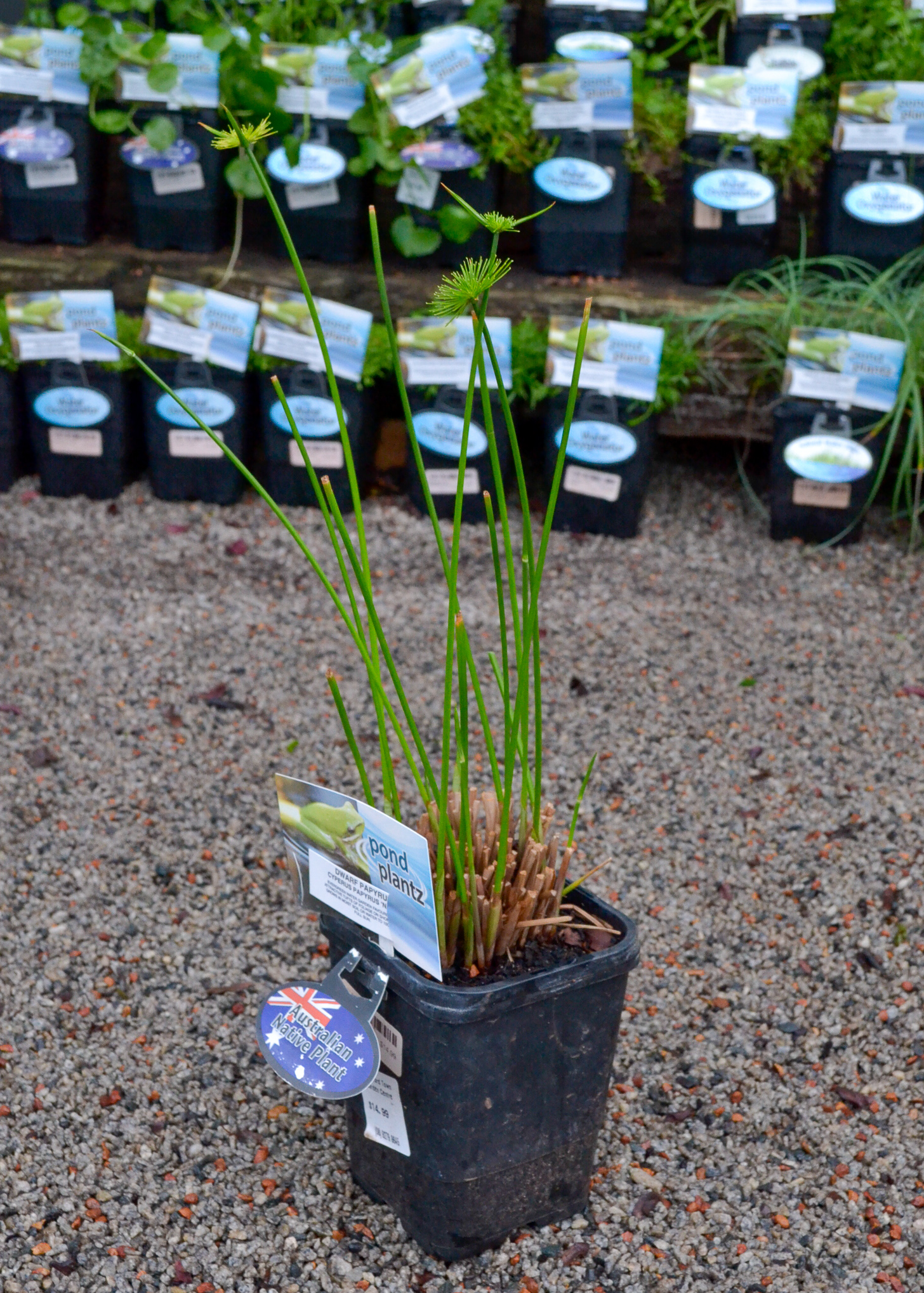 Cyperus - Dwarf Papyrus - Guildford Garden Centre