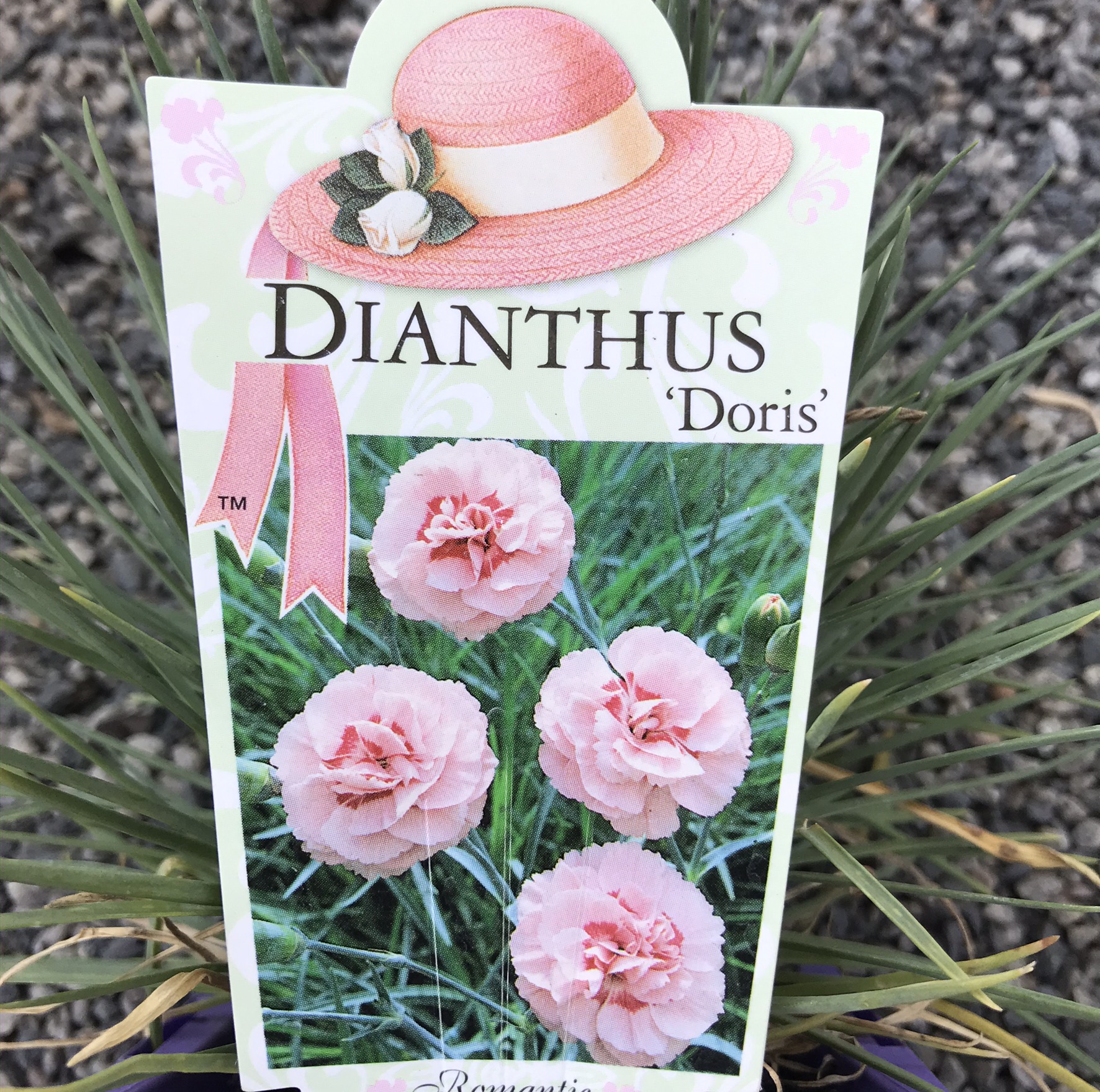 Dianthus - Doris - Romantic Plants - Guildford Garden Centre