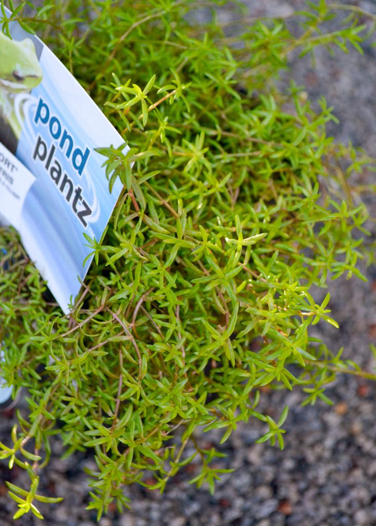 Callitriche - Water Starwort - Guildford Garden Centre