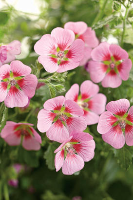 Anisodontea - Priscilla Pink - Romantic Plants - Perth, WA - Garden Centre