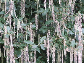 Garrya - Silk Tassel Bush - Guildford Garden Centre