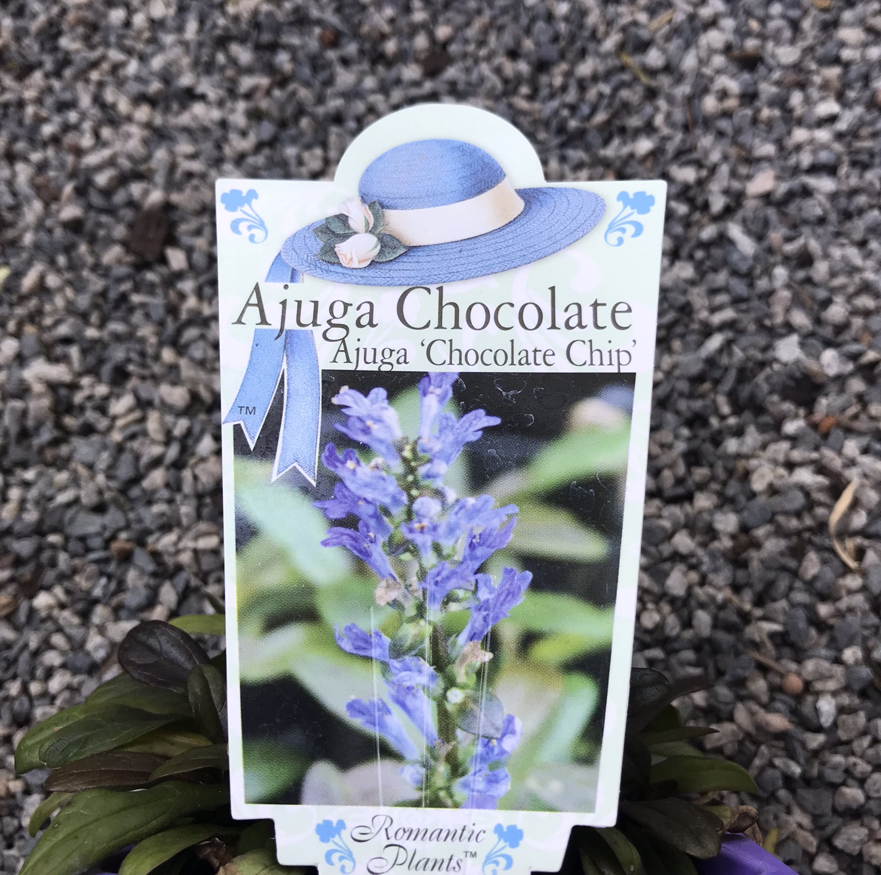 Ajuga - Chocolate Chip - Romantic Plant - Perth, WA - Garden Centre