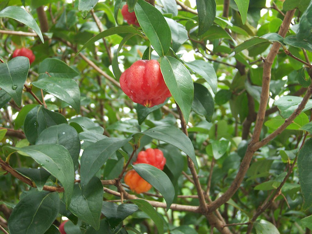 Brazilian cherry store