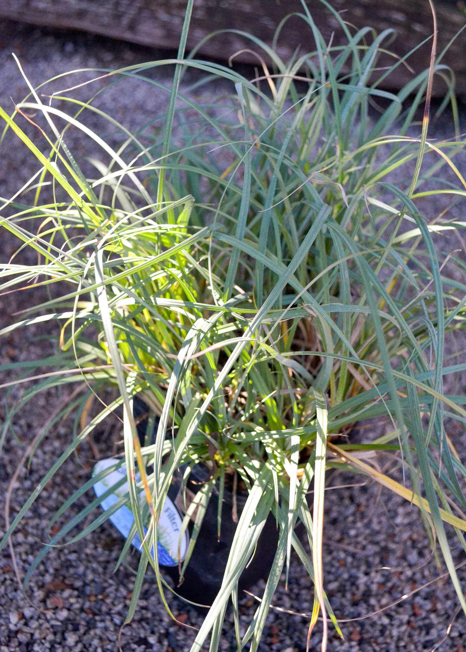 Carex - Dwarf Blue Sedge - Guildford Garden Centre