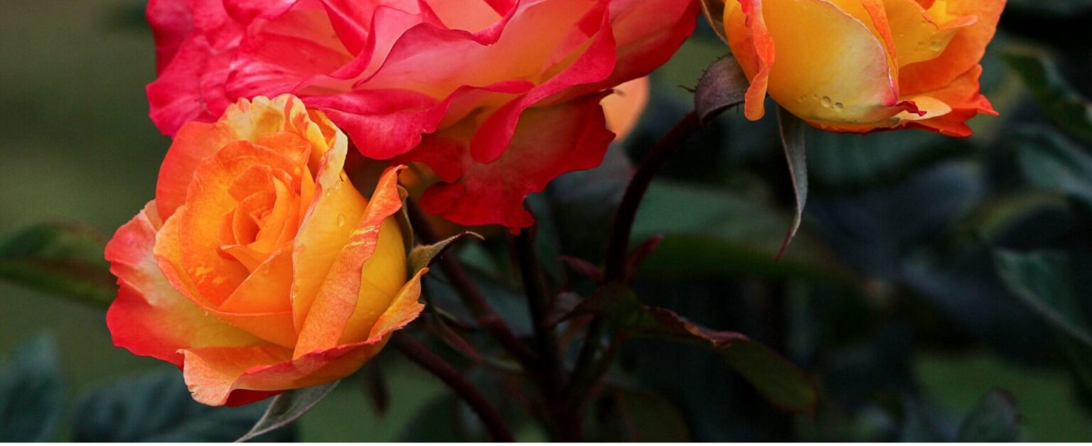 How to Control Chilli Thrip in Perth - Guildford Garden Centre