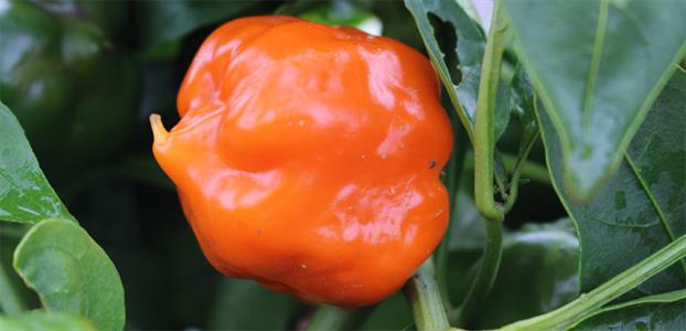 Capsicum - Gilboa Orange - Diggers Seeds - Guildford Garden Centre