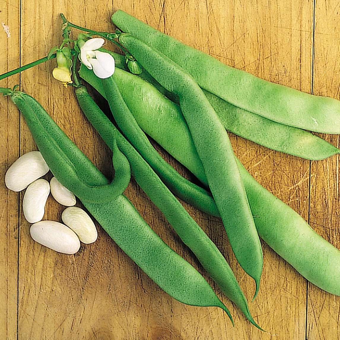 Bean - Blue Lake Climbing - Diggers Seeds - Guildford Garden Centre