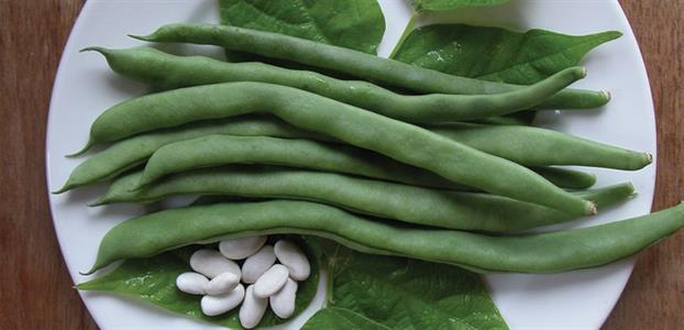 Bean - Lazy Housewife - Diggers Seeds - Guildford Garden Centre