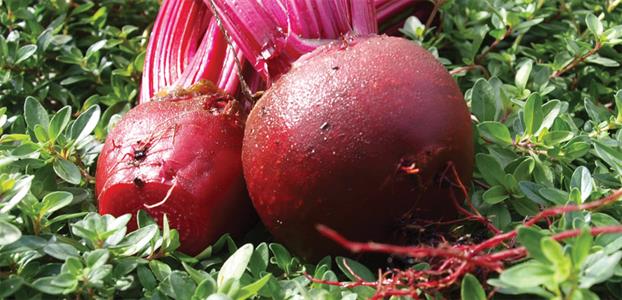 Beetroot - Globe - Diggers Seeds - Guildford Garden Centre