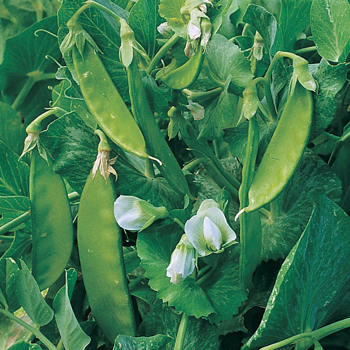 Pea - Snow Dwarf - Diggers Seeds - Guildford Garden Centre