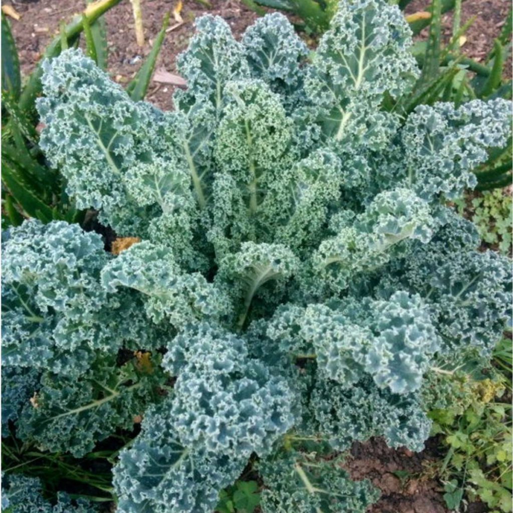 Kale - Dwarf Blue Scotch - Diggers Seeds - Guildford Garden Centre