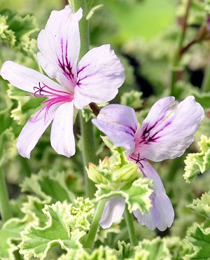 Geranium - Lemon Variegated - Renaissance Herbs - Perth Garden Centre