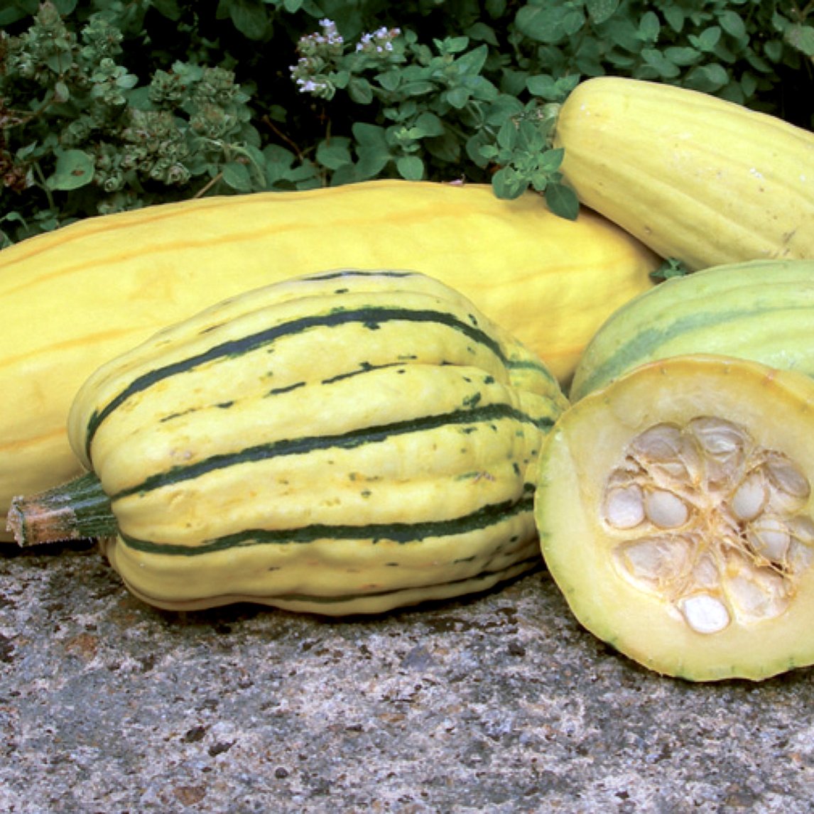 Pumpkin - Delicata Mini Sweet - Diggers Seeds - Guildford Garden Centre