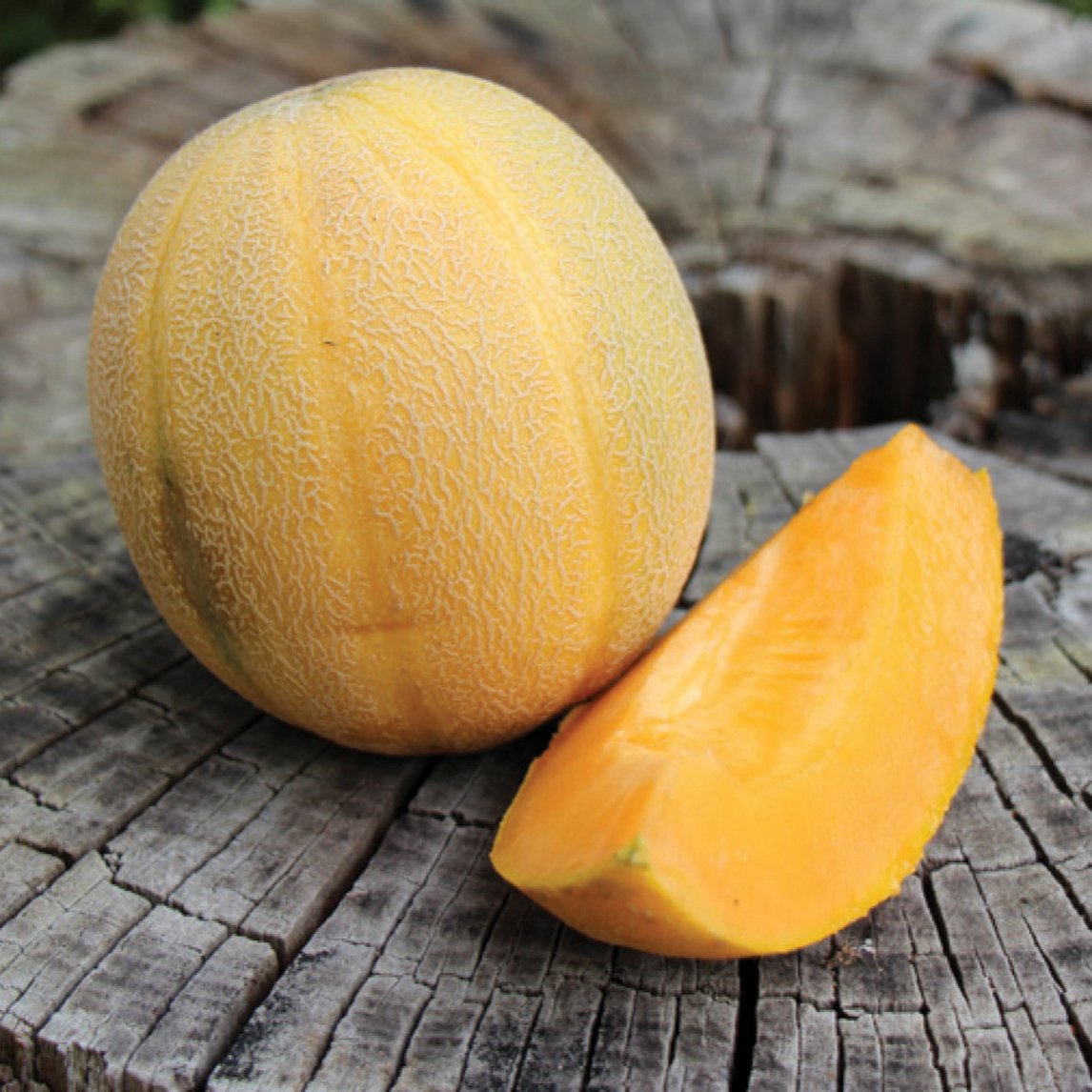 Rockmelon - Sweet Granite - Diggers Seeds - Guildford Garden Centre