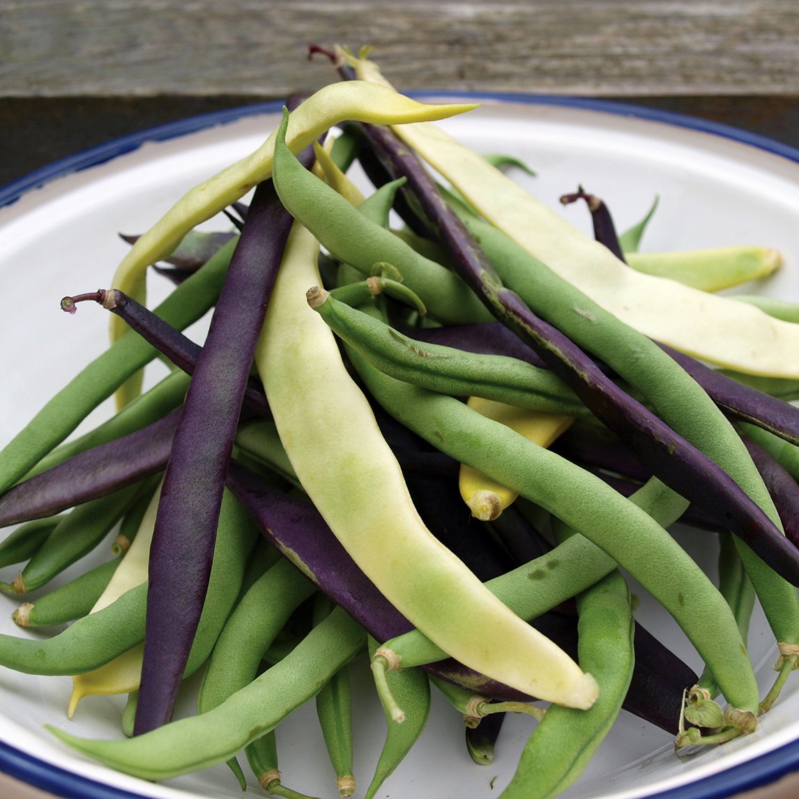Bean - Climbing Three Colour Mix - Diggers Seeds - Guildford Garden Centre