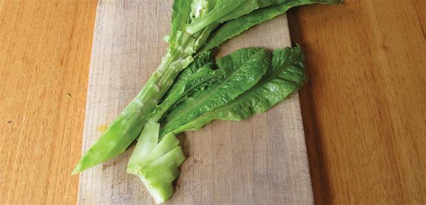 Celtuce - Diggers Seeds - Guildford Garden Centre