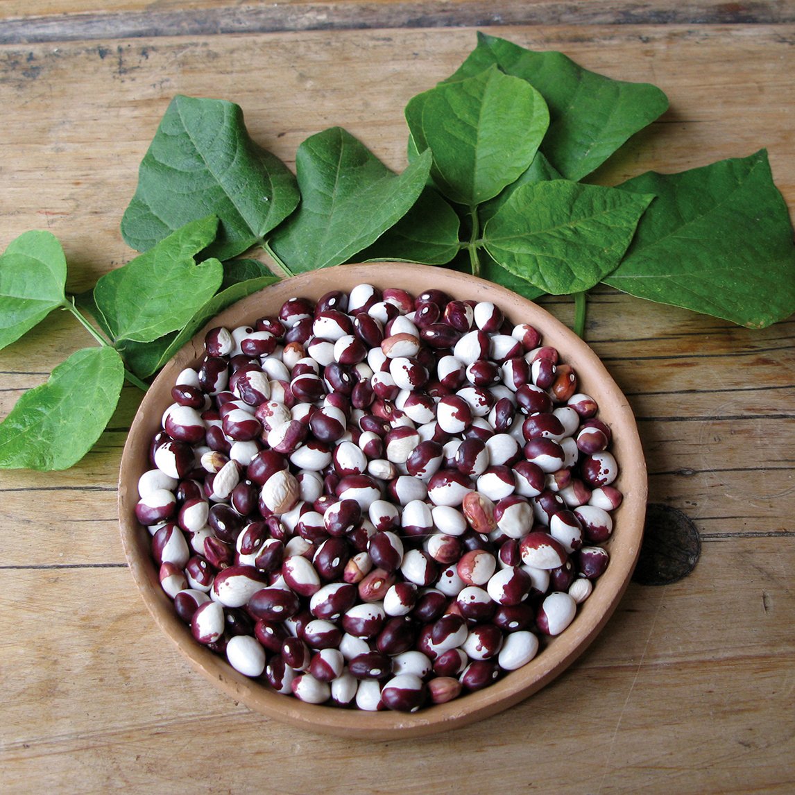 Bean - Frost - Diggers Seeds - Guildford Garden Centre