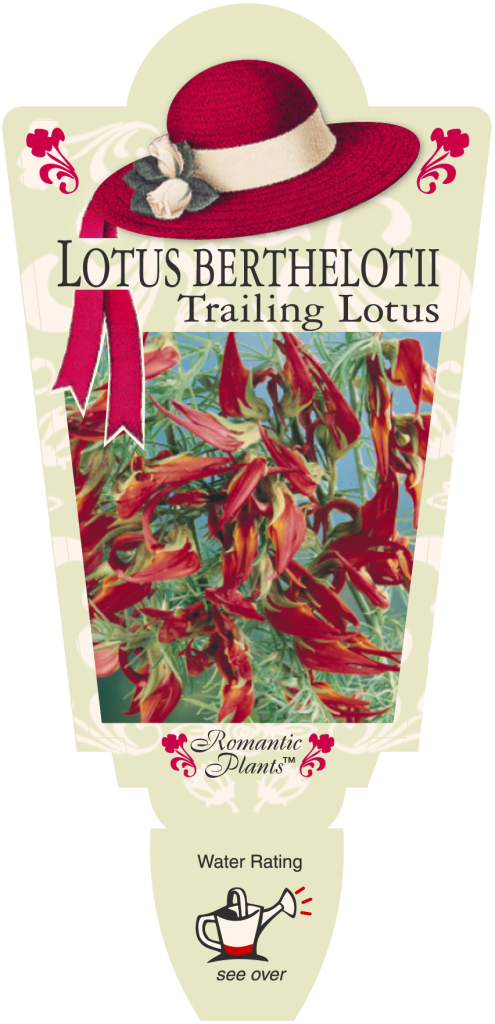 Trailing Lotus - Lawn - Guildford Garden Centre