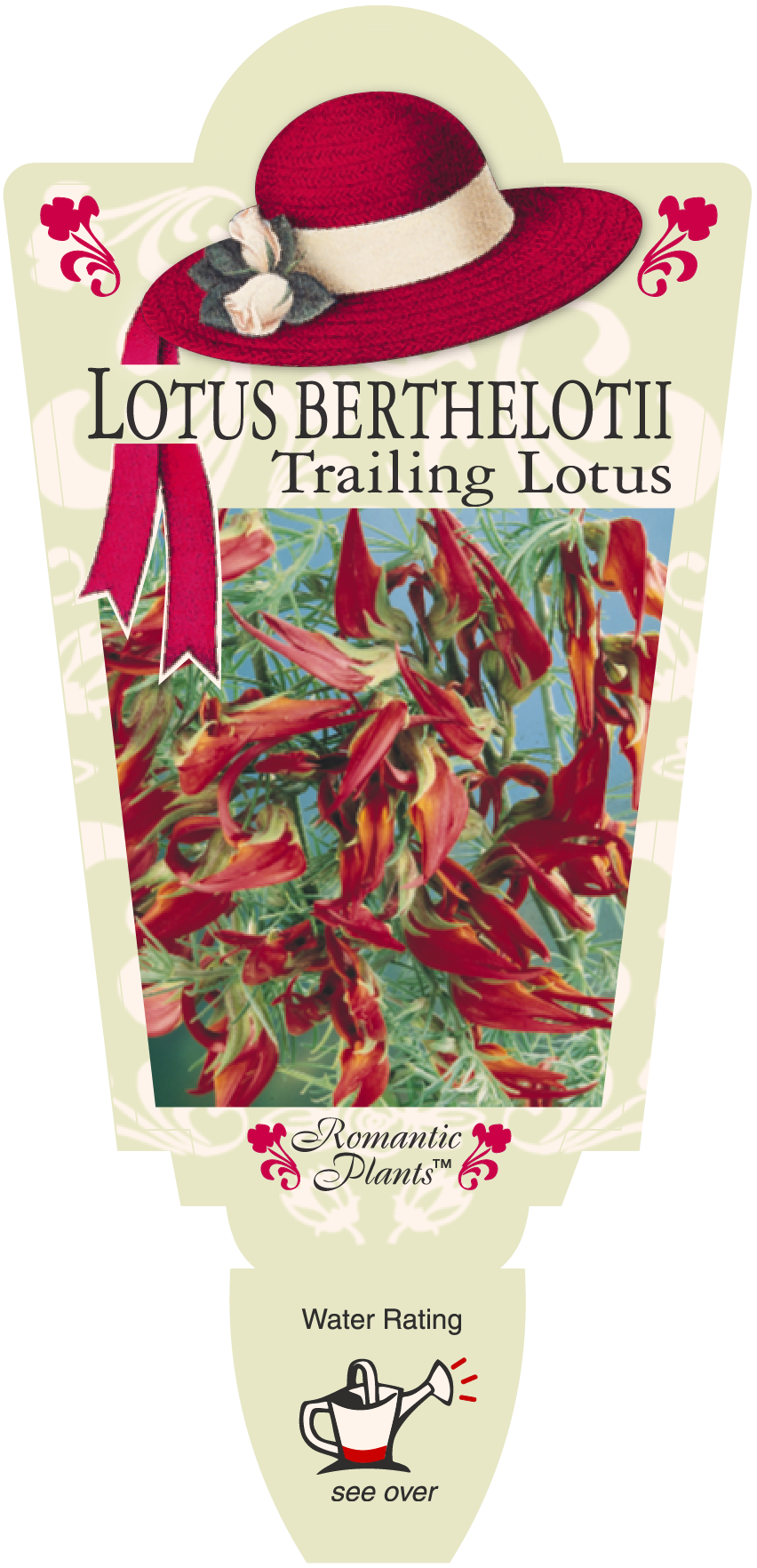 Trailing Lotus - Lawn - Guildford Garden Centre