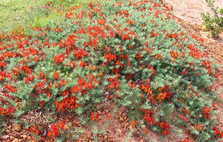 Trailing Lotus - Lawn - Guildford Garden Centre