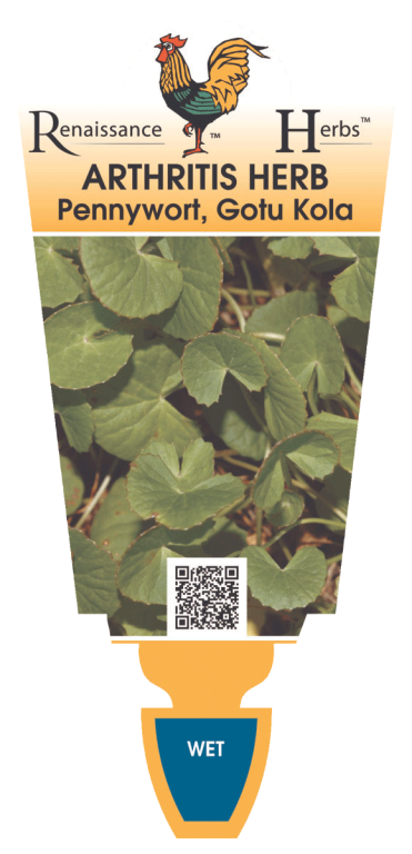 Arthritis Herb - Renaissance Herbs - Guildford Garden Centre