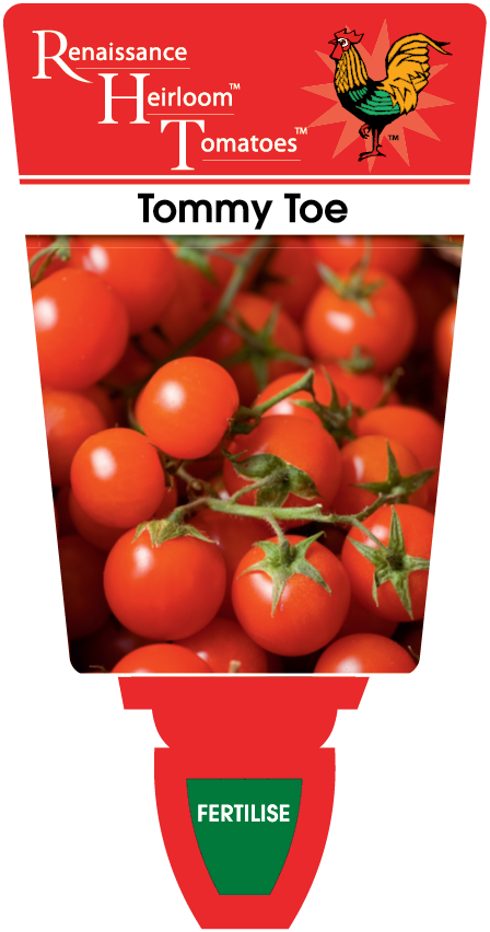 Tomato - Tommy Toe - Renaissance Heirloom Tomatoes - Perth Garden Centre
