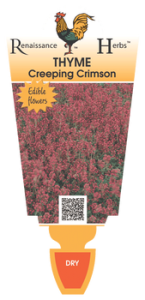 Thyme - Creeping - Crimson - Renaissance Herbs - Perth Garden Centre