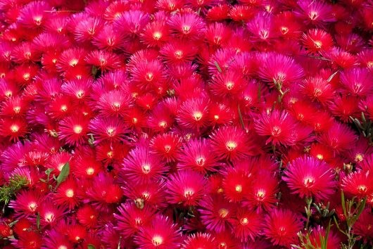 Mesembryanthemum - Pigface Red - Romantic Plants - Perth Garden Centre