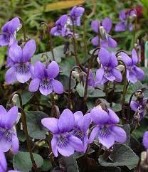 Viola labradorica - Alpine Violet - Romantic Plants - Perth Garden Centre