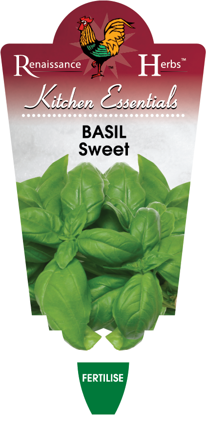 Basil - Sweet - Renaissance Herbs - Guildford Garden Centre