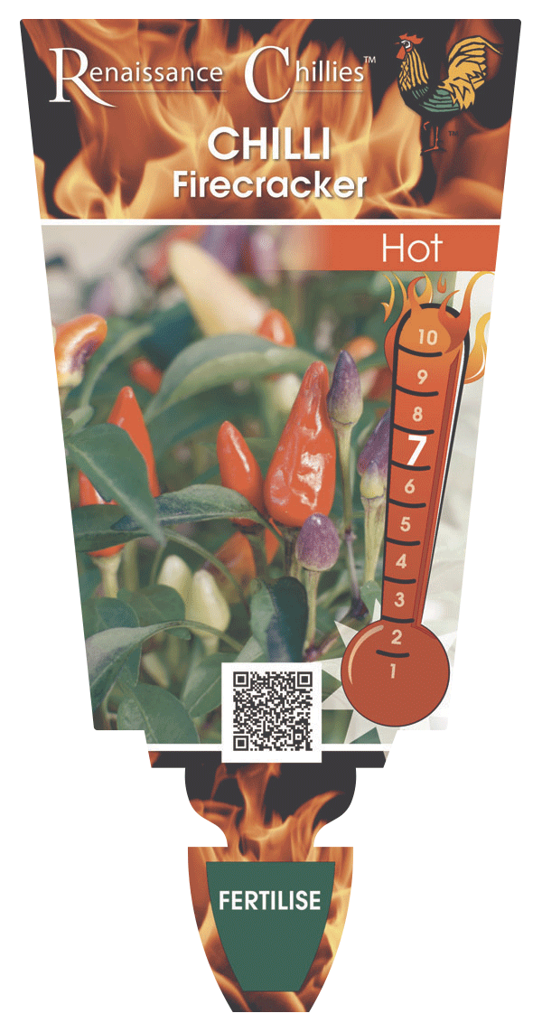 Chilli - Firecracker - Renaissance Herbs - Perth, WA - Garden Centre
