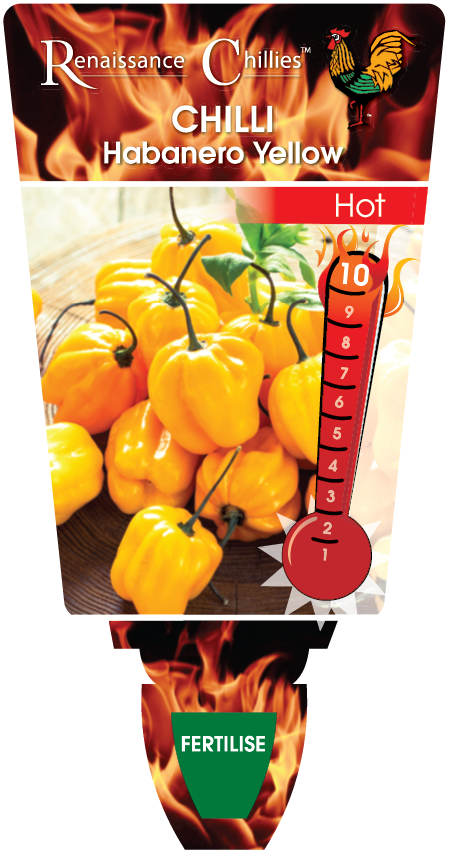 Chilli - Habanero Yellow - Renaissance Herbs - Perth, WA - Garden Centre